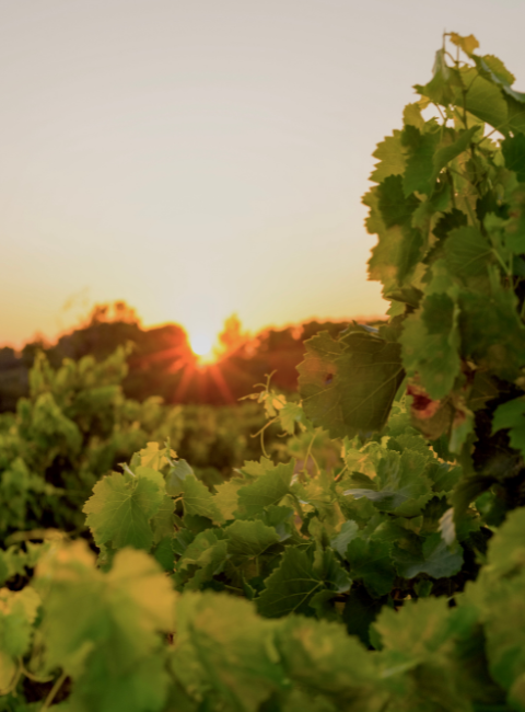 Terroir viticole en Provence - Château Carqueiranne